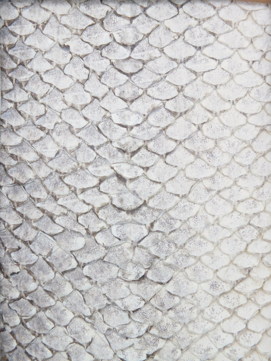 SQUAMA® BRUT Origine – ICTYOS